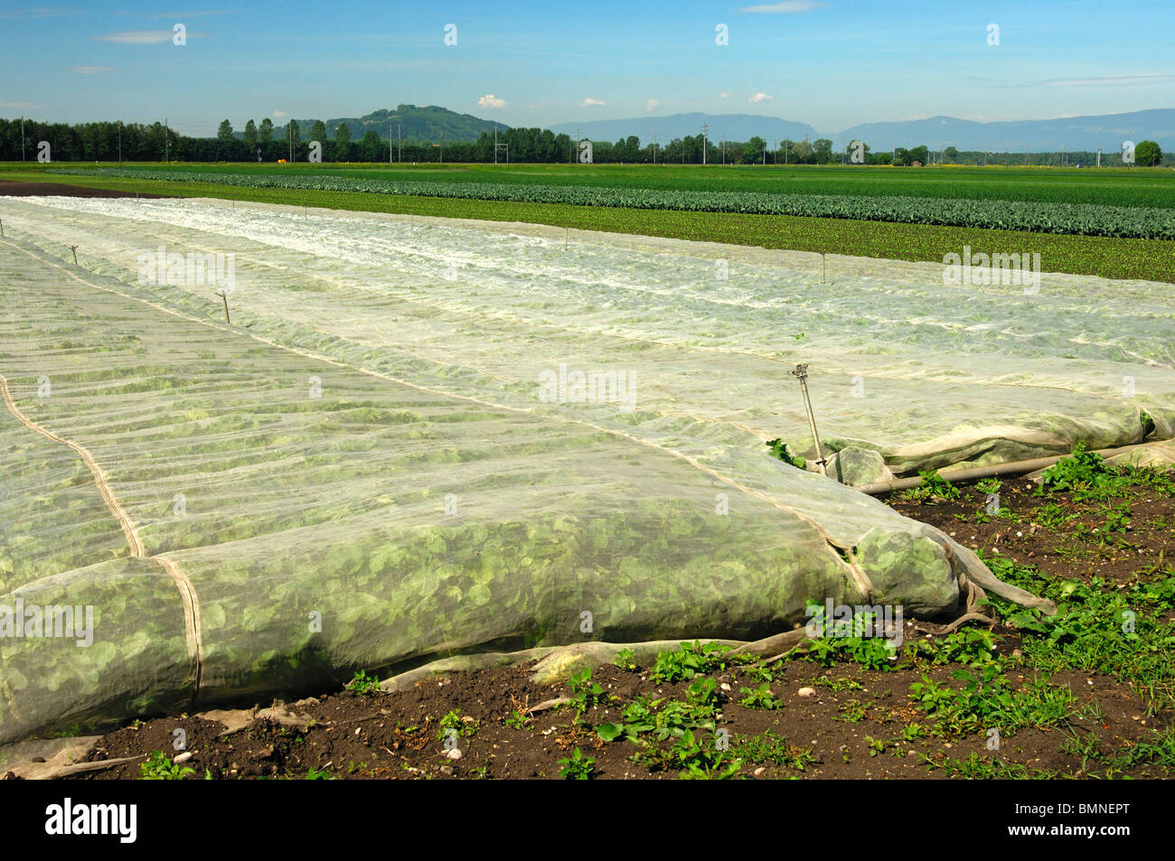 Ecolgical plant protection covers against cabbage root fly infestation ...