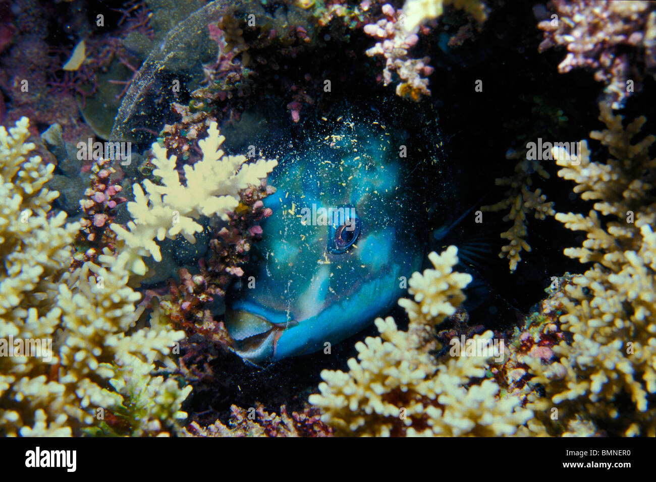 Mucus Fish High Resolution Stock Photography and Images - Alamy