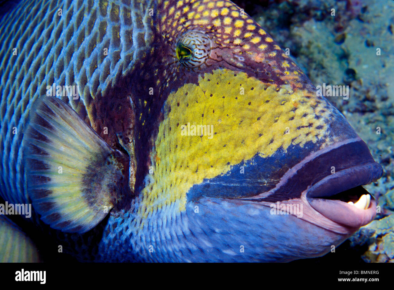 Titan triggerfish, Balistoides viridescens, Fiji, Pacific Ocean Stock ...