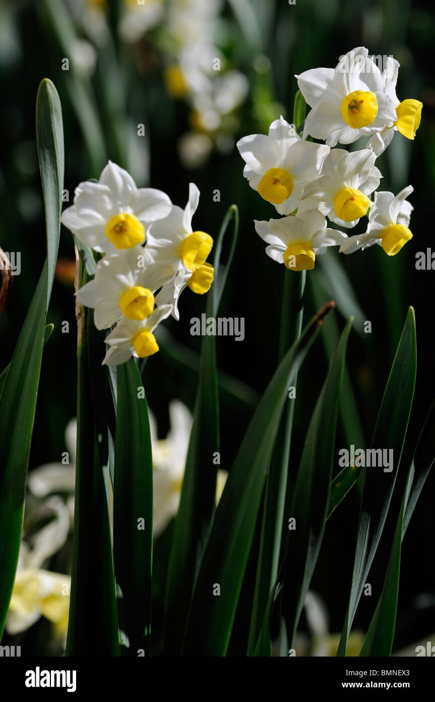 Daffodil minnow hi-res stock photography and images - Alamy