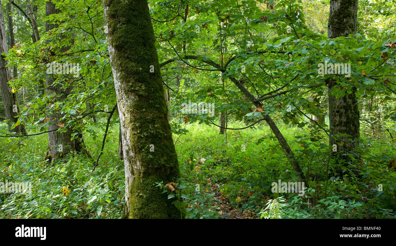 Old deciduous tree among hi-res stock photography and images - Alamy