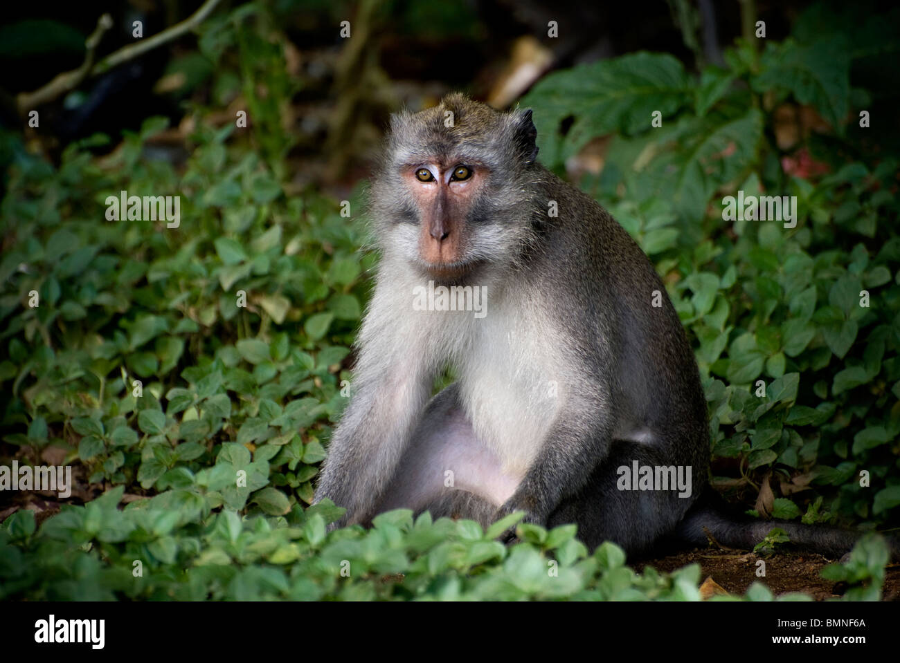 Normal Species With Their Names