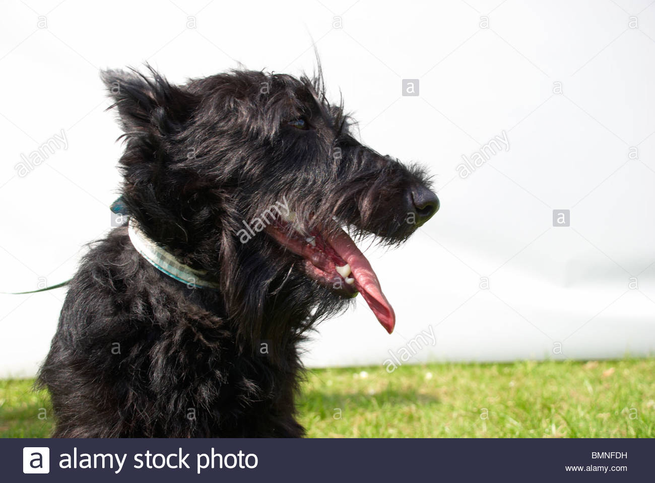 Scottie Dogs Stock Photos & Scottie Dogs Stock Images - Alamy