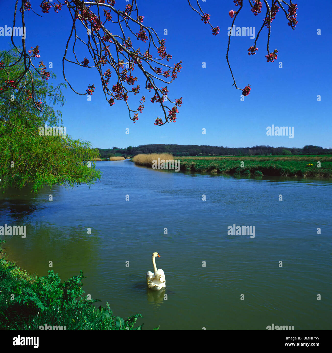 Sussex, Swan On River Arun Stock Photo - Alamy