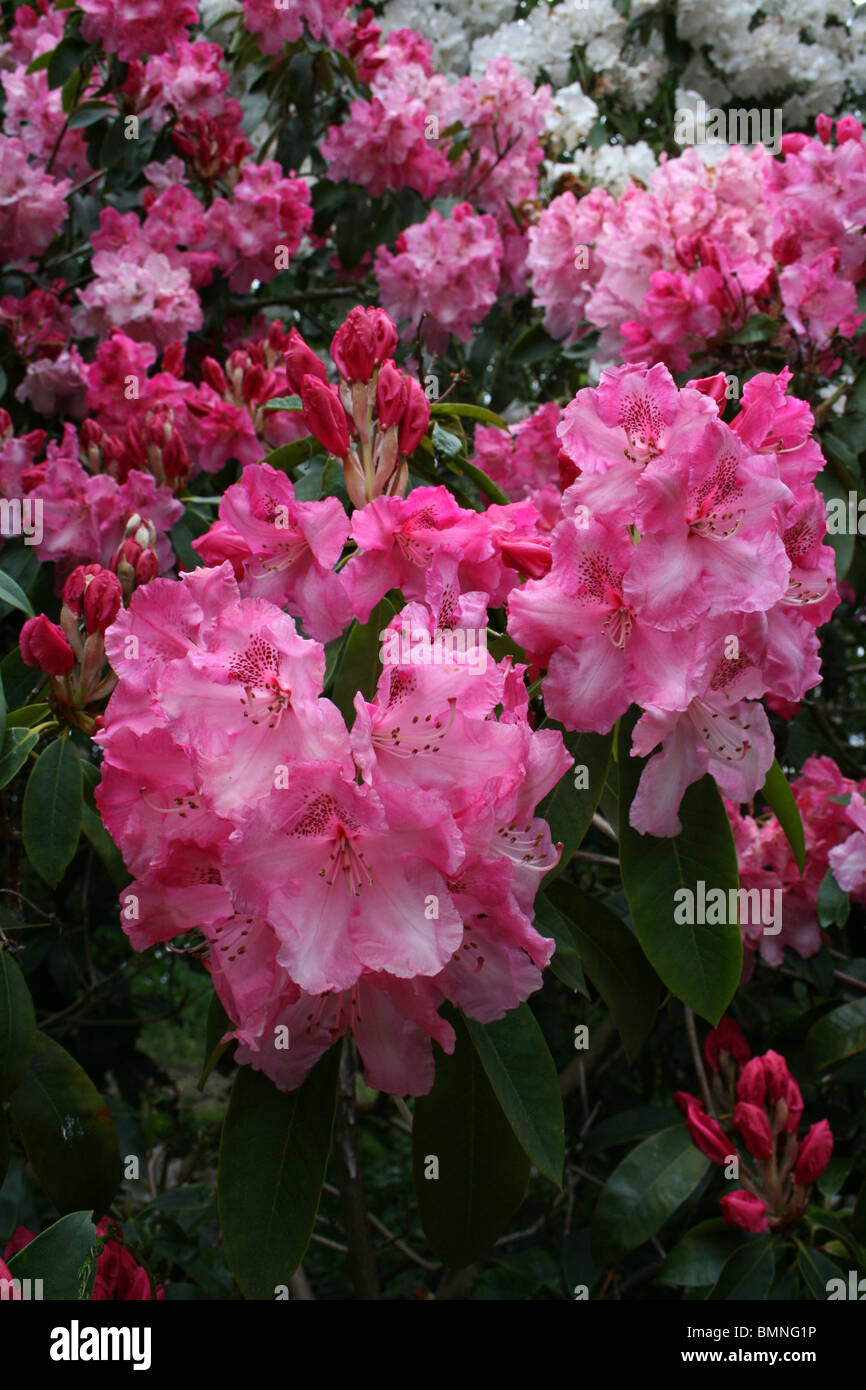 Pink Azalea Flowers Taken at Ness Botanic Gardens, Wirral, UK Stock ...
