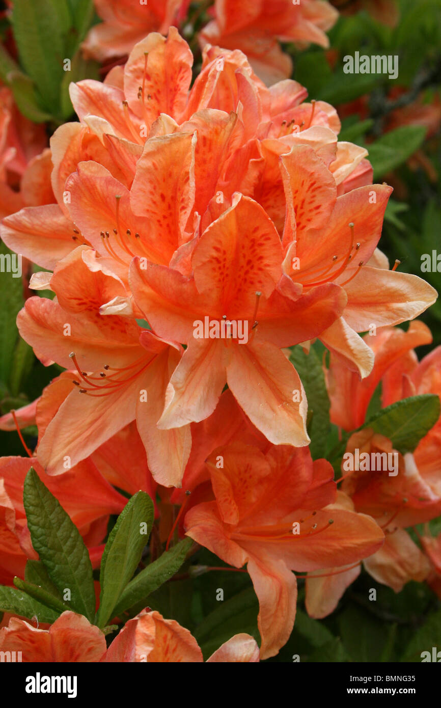 Orange azalea hi-res stock photography and images - Alamy