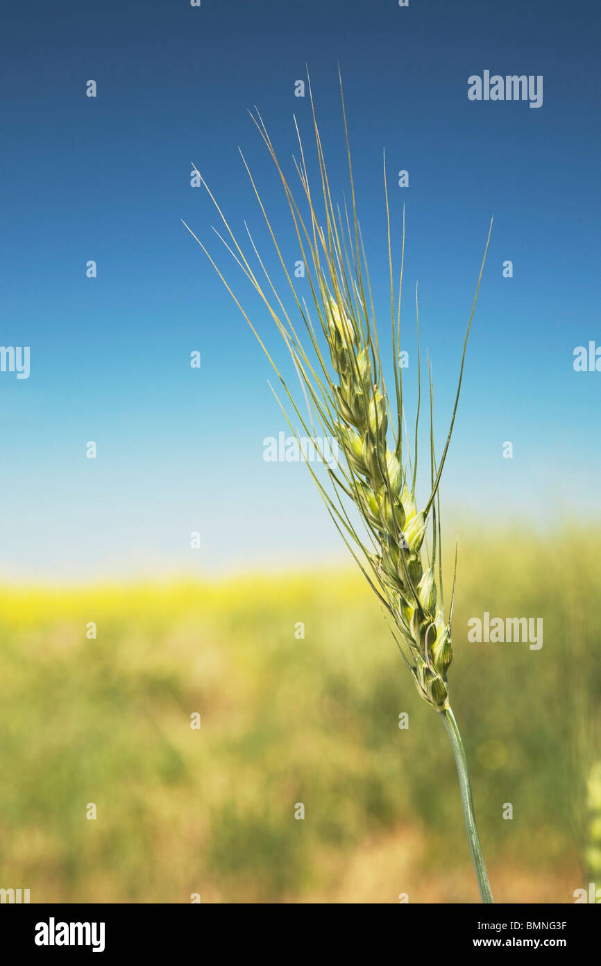Head of wheat grains hi-res stock photography and images - Alamy