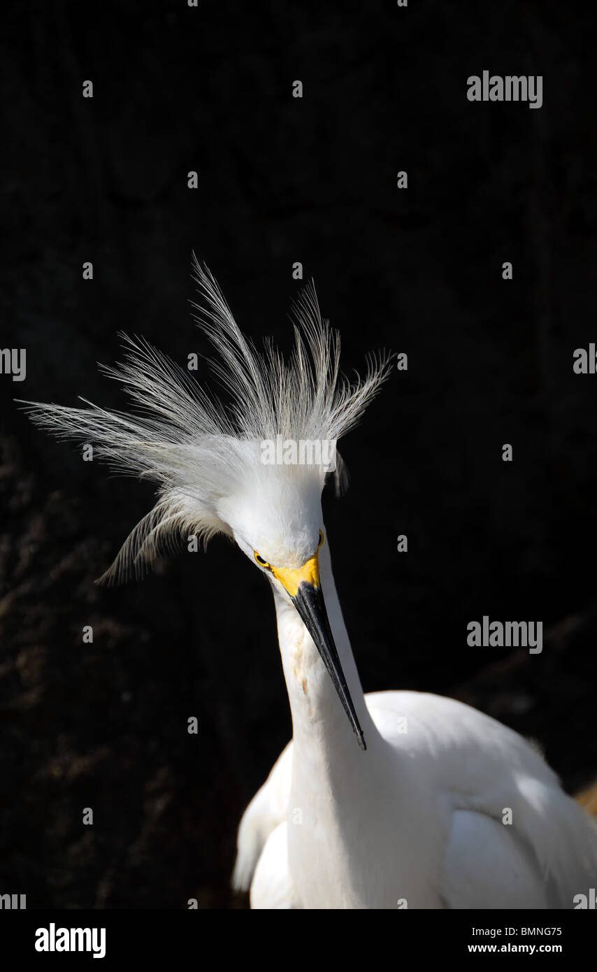 Aigrettes hi-res stock photography and images - Alamy