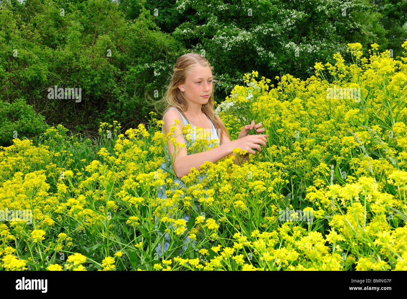 Young girl picking flowers in a sea of yellow flowers Stock Photo - Alamy