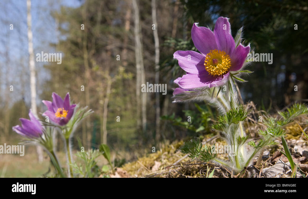 Flowering Pasque flower plant in springtime sun closeup against forest ...