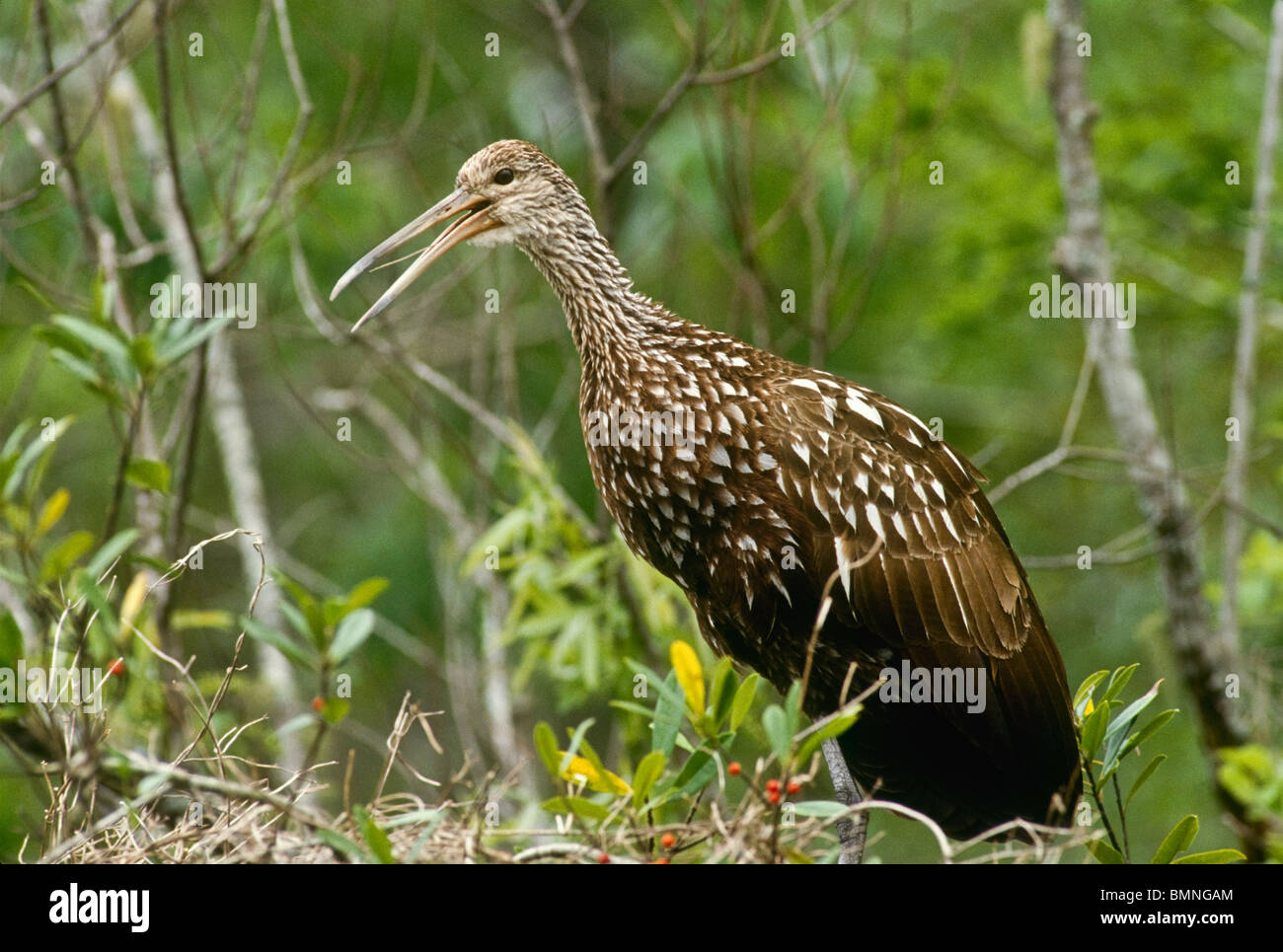 Limpkin, Aramus guarauna, the "crying bird" vocalizing its particularly ...
