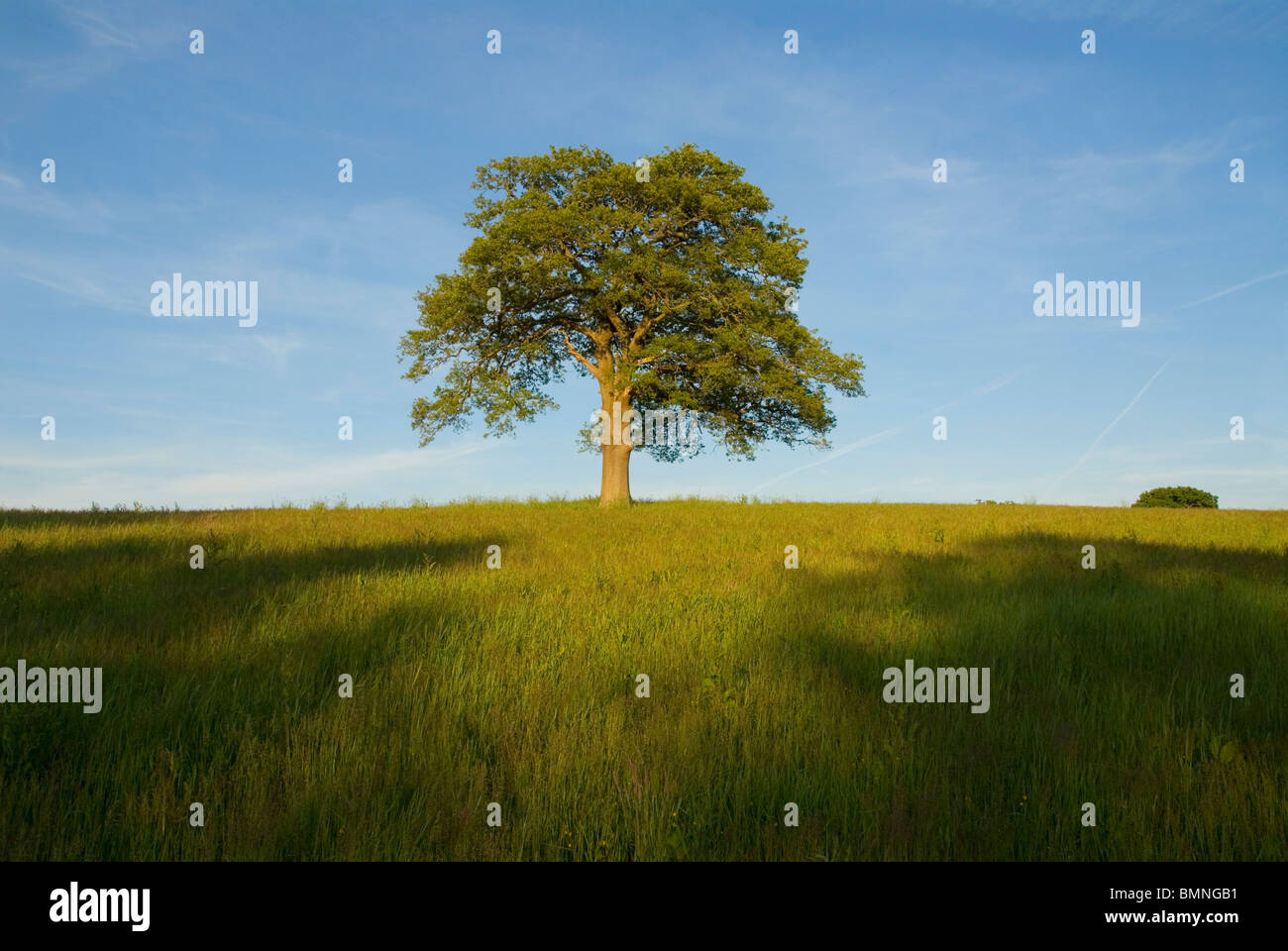 Solitary Oak Tree In Field Stock Photo - Alamy