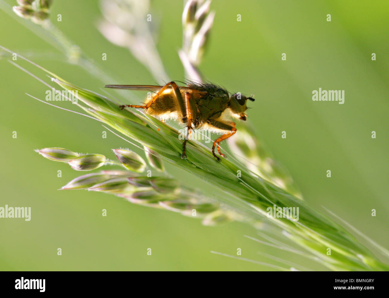 Common Yellow Dung Fly or Golden Dung Fly, Scathophaga stercoraria ...