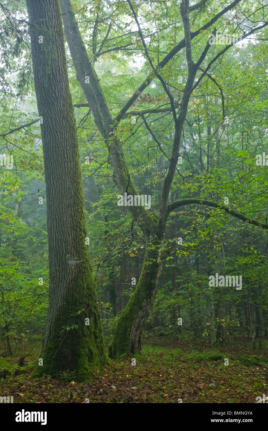 Temperate Deciduous Forest Oak Trees A Forest Of Tall Oak Trees With