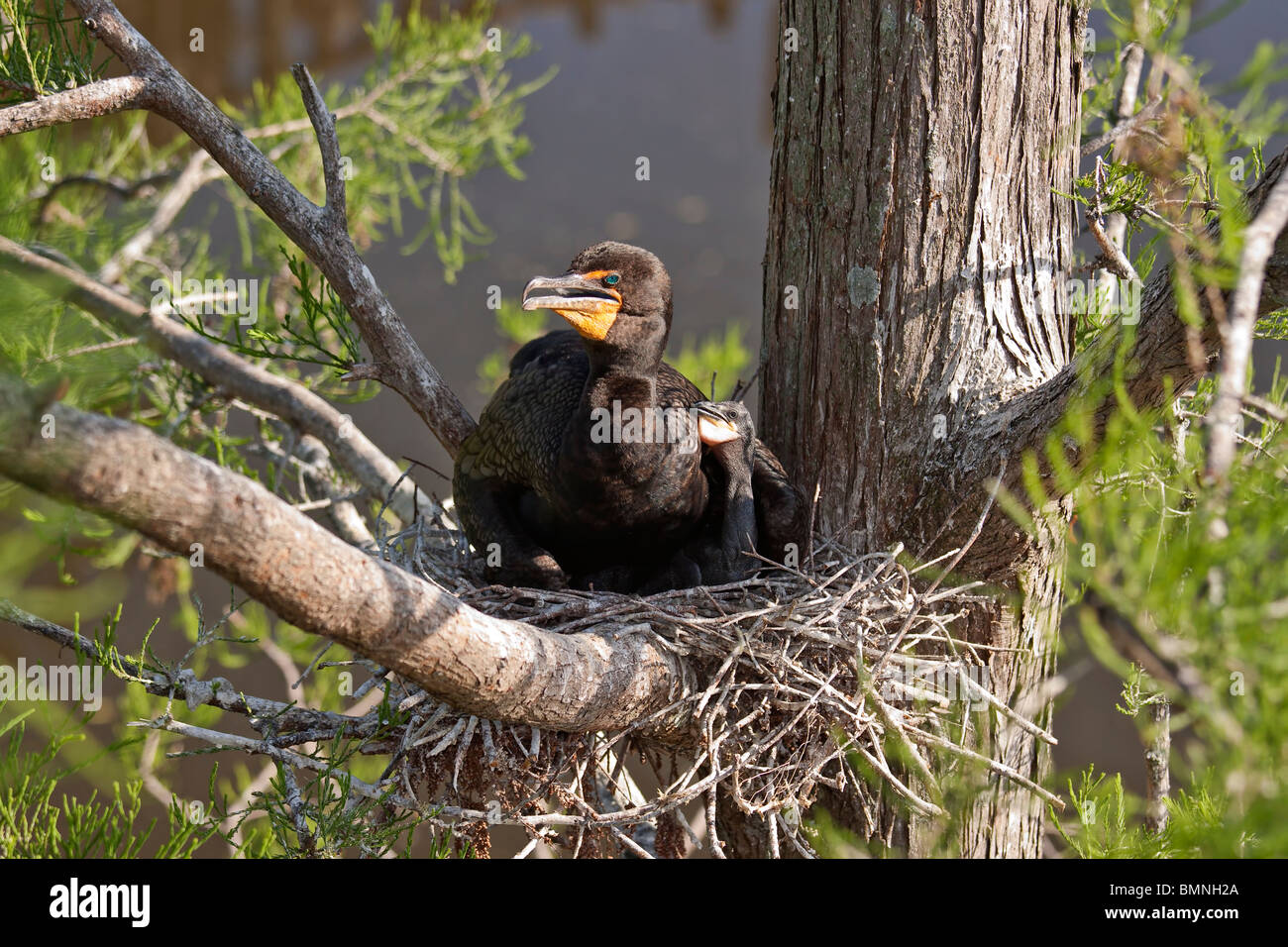 Cormorant chick hi-res stock photography and images - Alamy