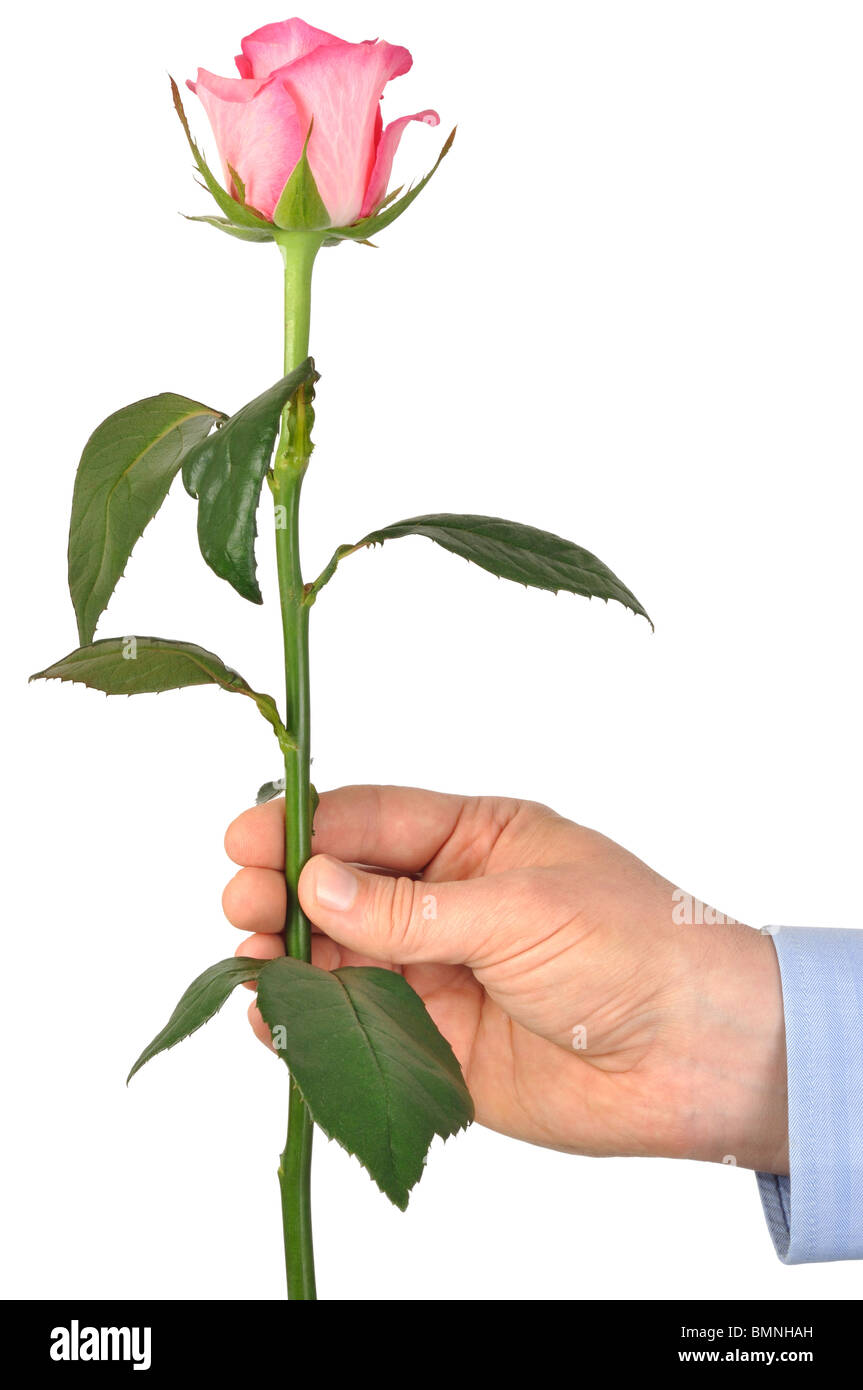 Hand with Rose Stock Photo - Alamy