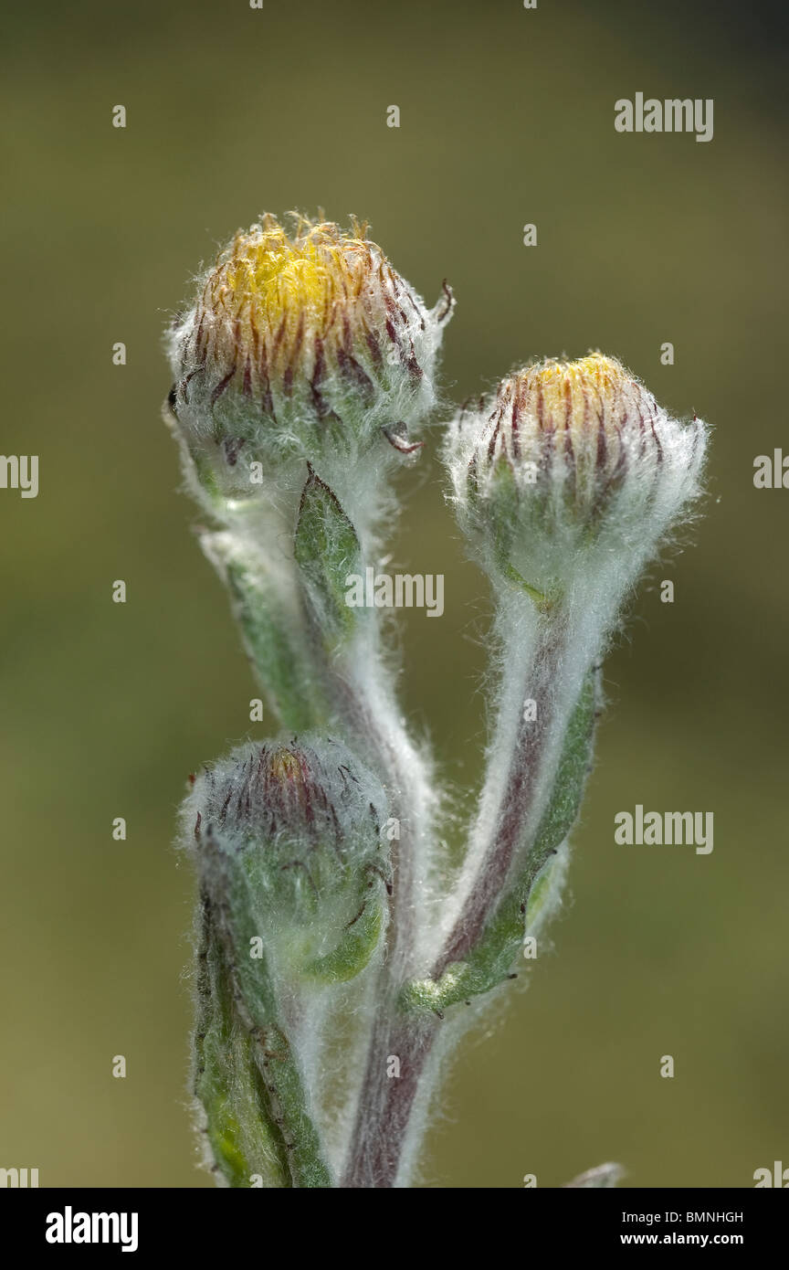 Mediterranean Fleabane (Pulicaria odora Stock Photo - Alamy