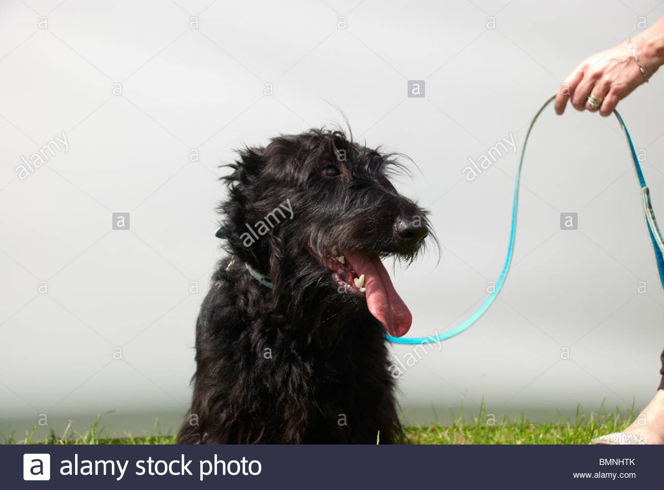 Scottie Dog High Resolution Stock Photography and Images - Alamy