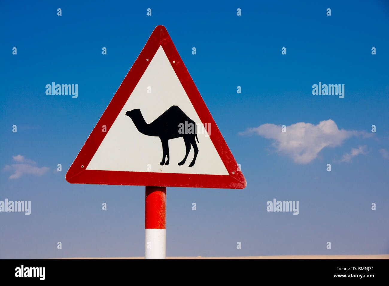 Middle east camel hi-res stock photography and images - Alamy