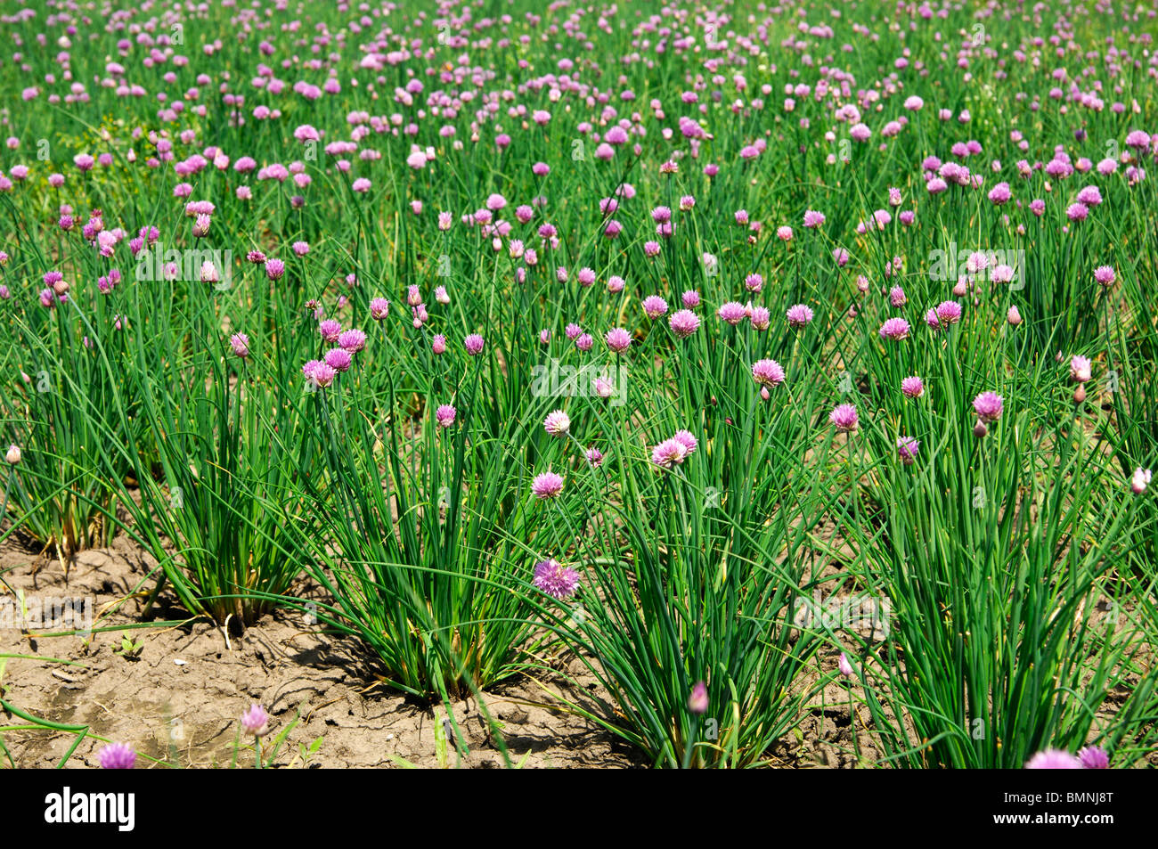 Field with flowering Chives (Allium schoenoprasum Stock Photo - Alamy