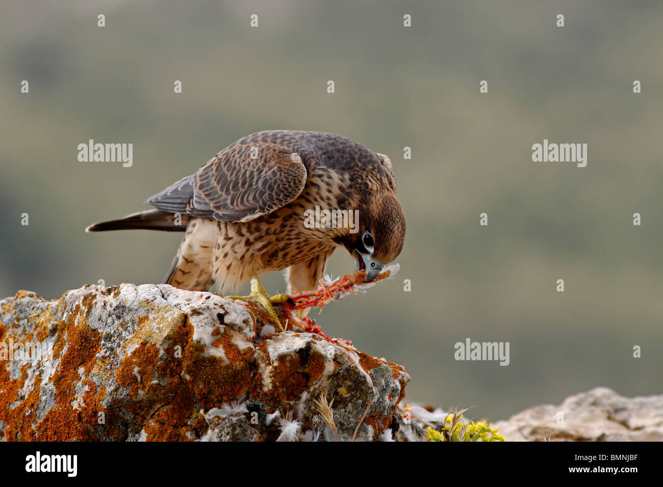 Young peregrine falcon feeding. Falco peregrinus brokei Stock Photo - Alamy