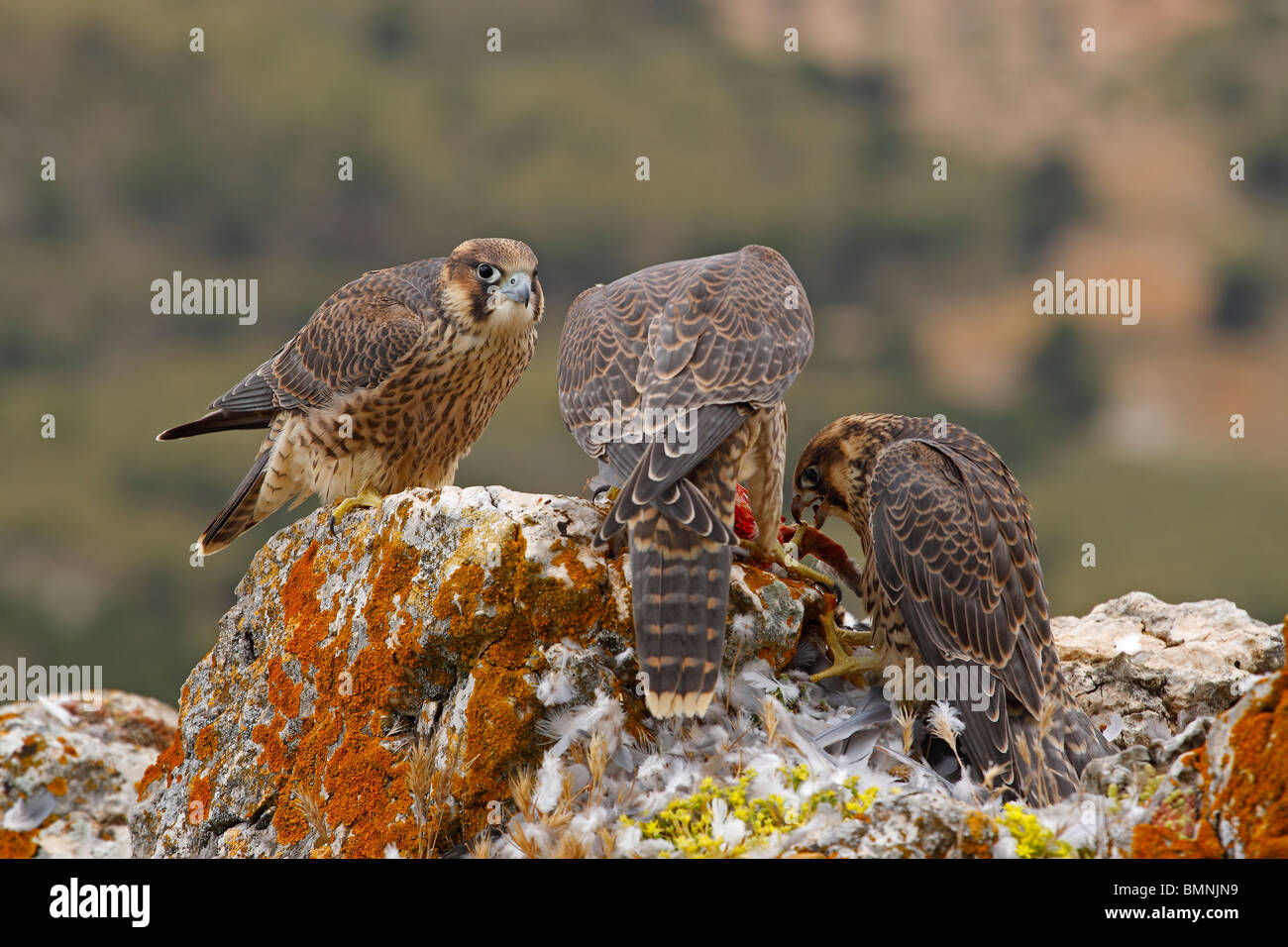 Brokei hi-res stock photography and images - Alamy