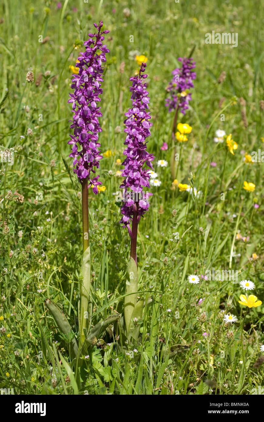 Mascula hi-res stock photography and images - Alamy