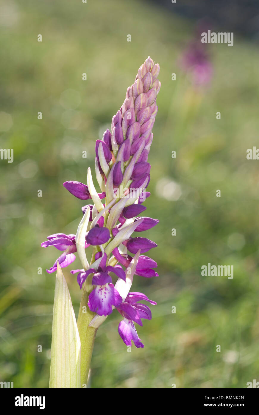 Mascula hi-res stock photography and images - Alamy