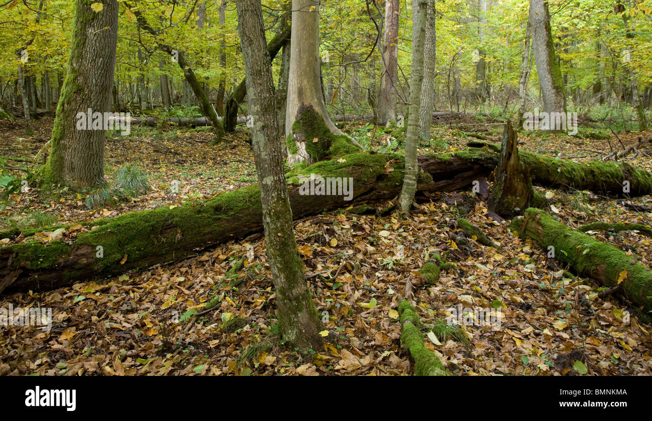 Autumnal landscape of deciduous stand with spruce tree stump and old ...