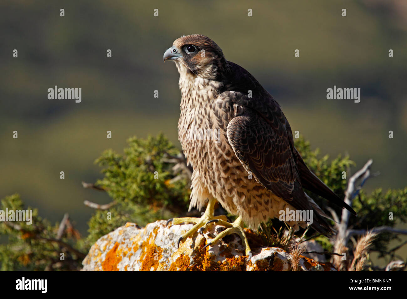 The Falcon Nest Stock Photos & The Falcon Nest Stock Images - Alamy