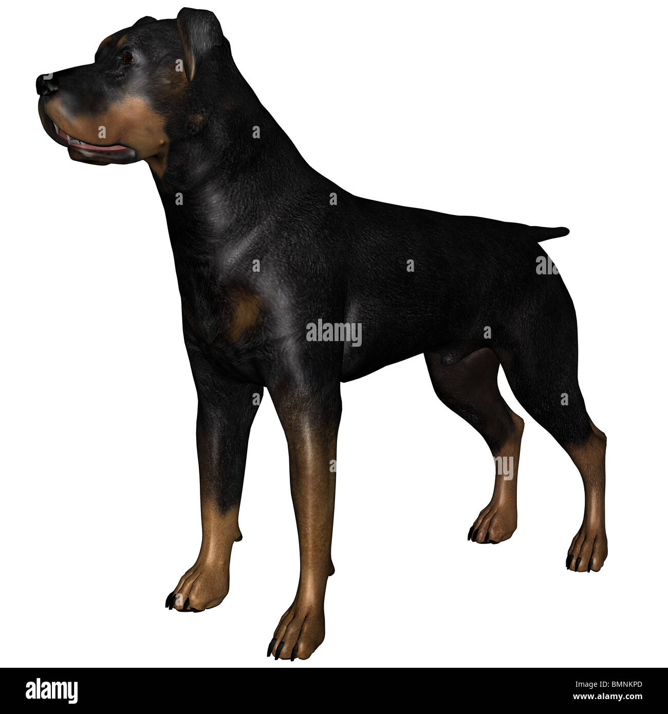 3D rendered rottweiler dog on white background isolated Stock Photo - Alamy