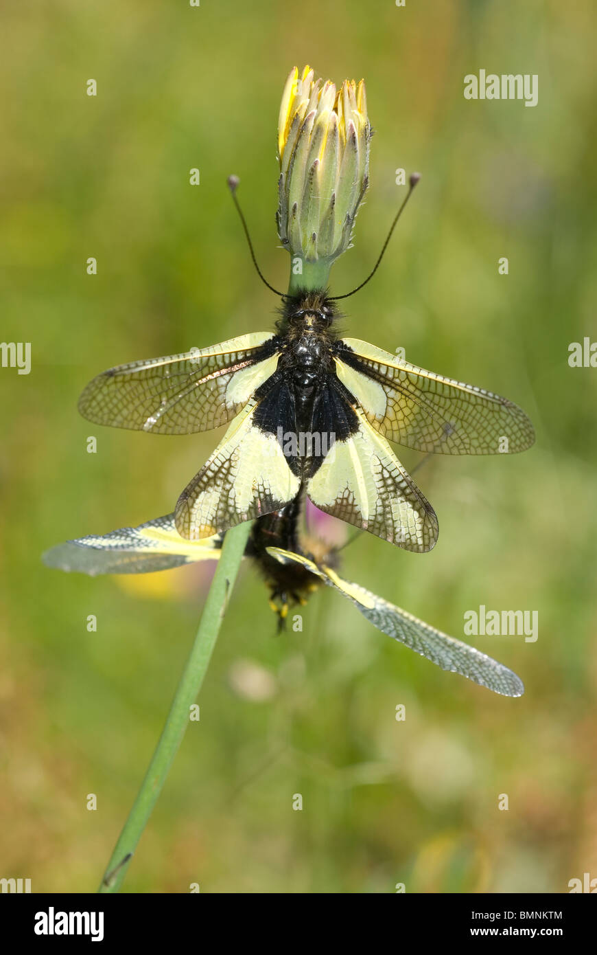 European Owlfly mating (Libelloides coccajus Stock Photo - Alamy