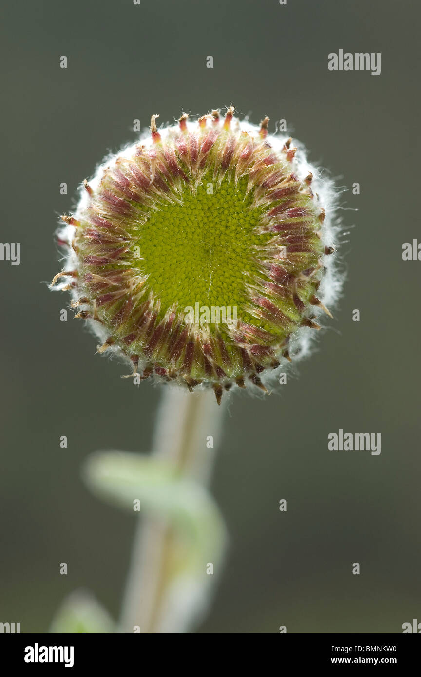 Mediterranean Fleabane (Pulicaria odora Stock Photo - Alamy