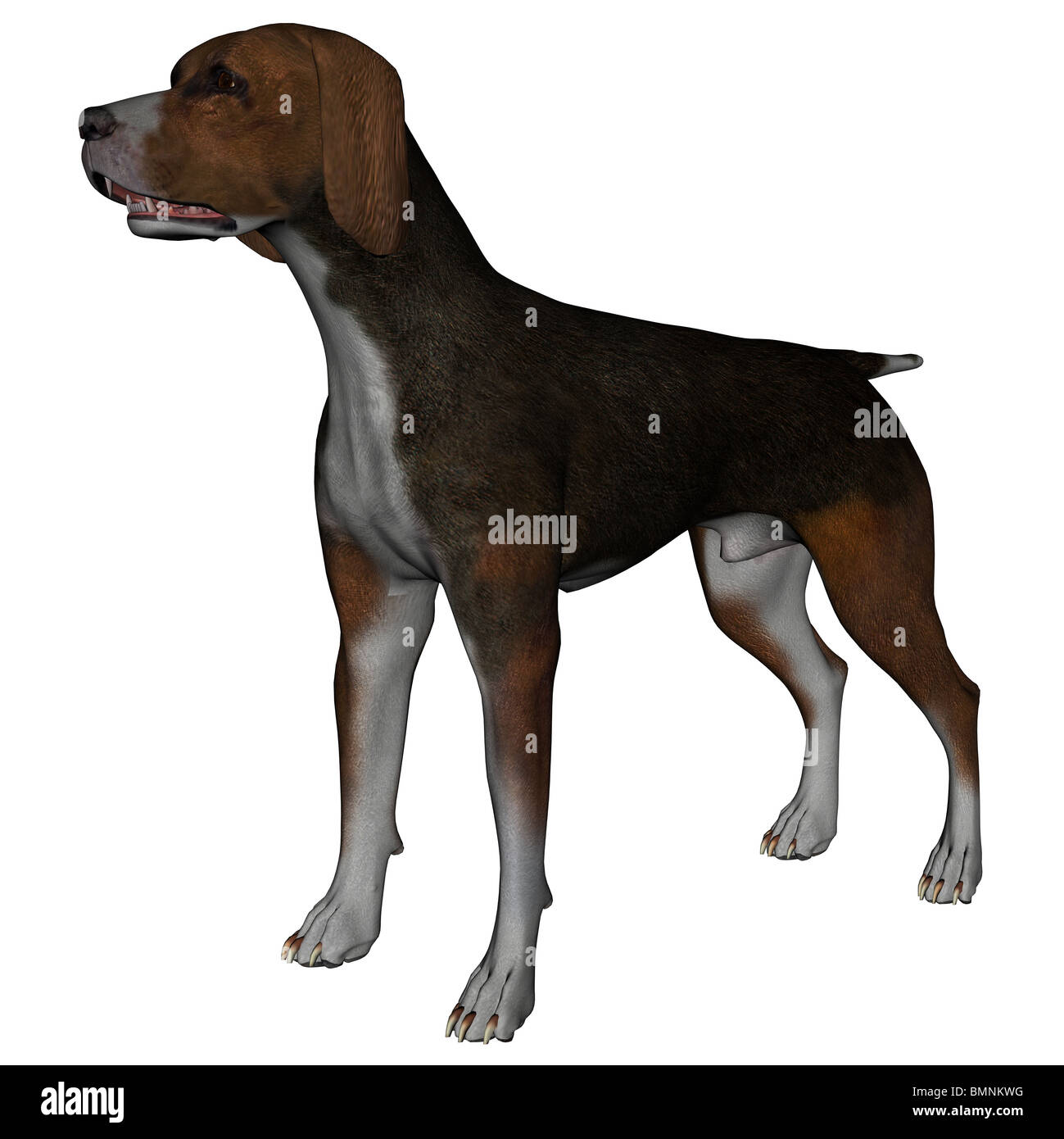 3D rendered hound dog on white background isolated Stock Photo - Alamy