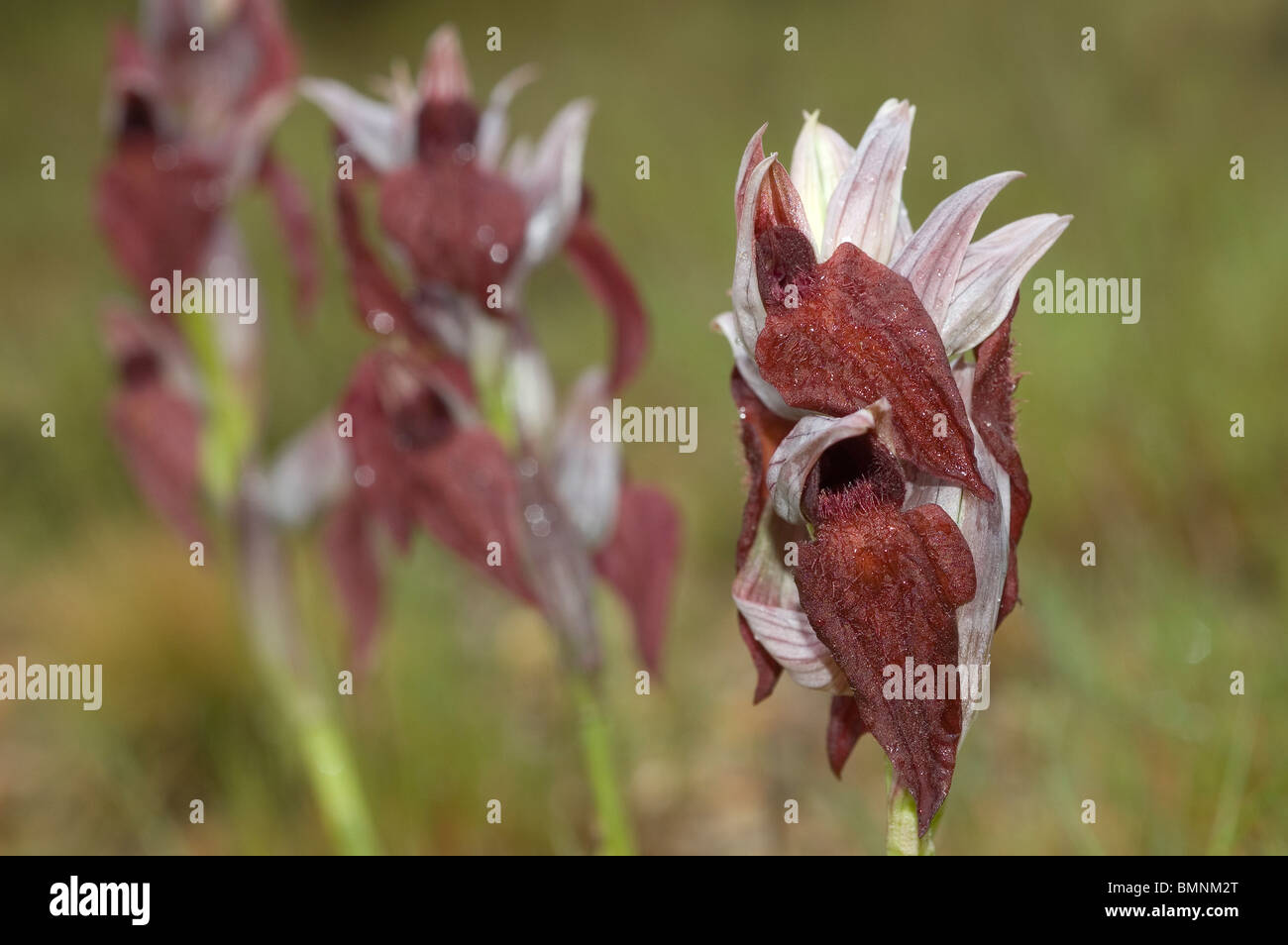 Lip shaped lip shaped hi-res stock photography and images - Alamy