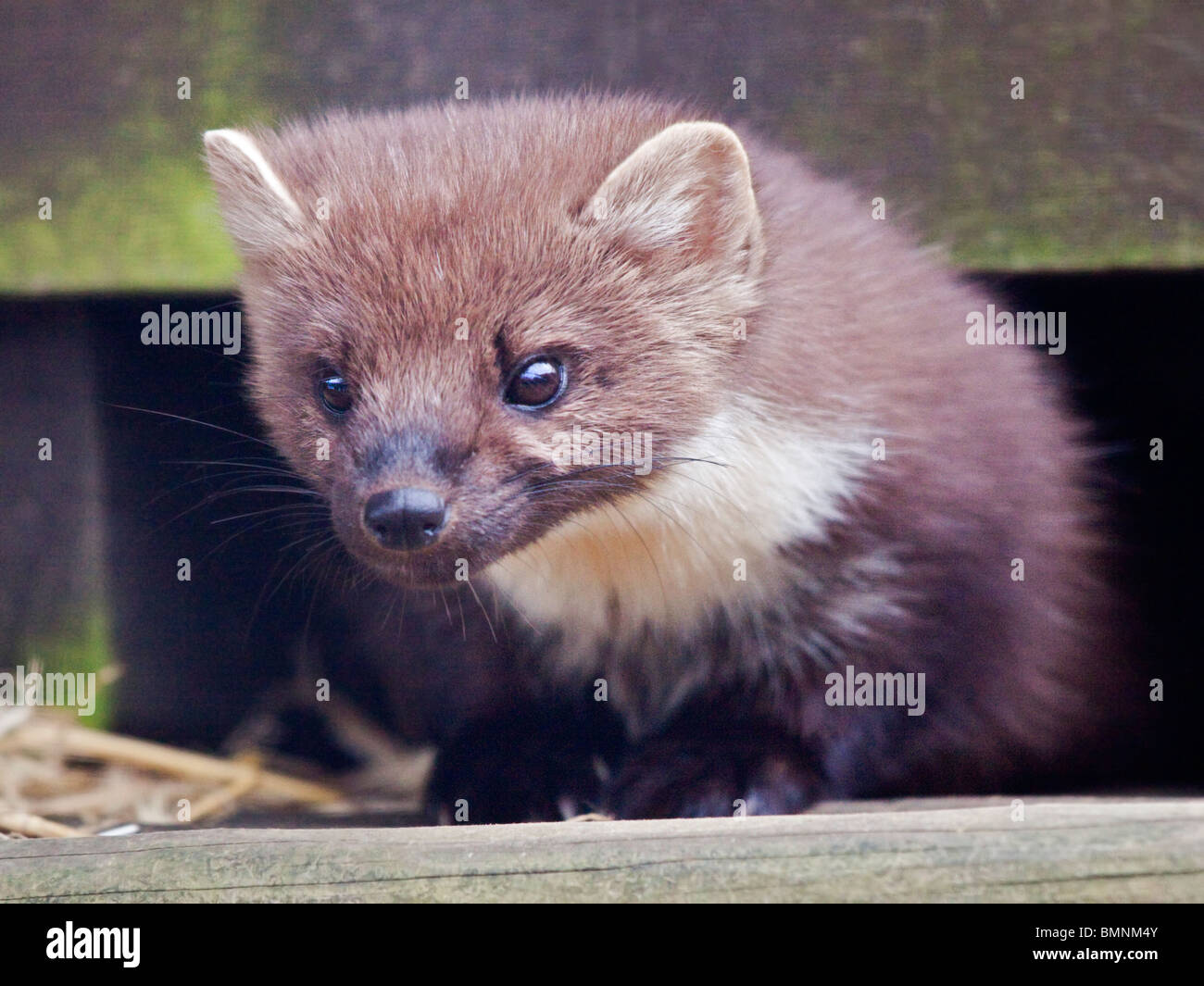 Pine marten uk hi-res stock photography and images - Alamy