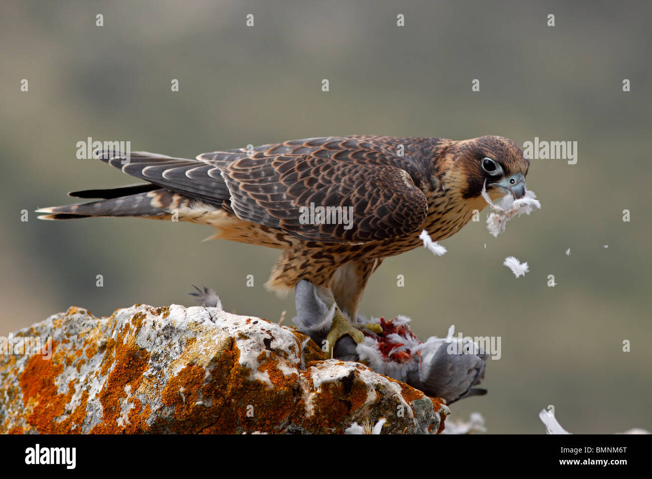 Brokei hi-res stock photography and images - Alamy