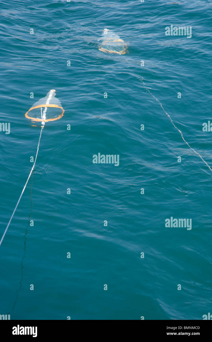 Two net plankton trawl for zooplankton and phytoplankton Pembrokeshire ...