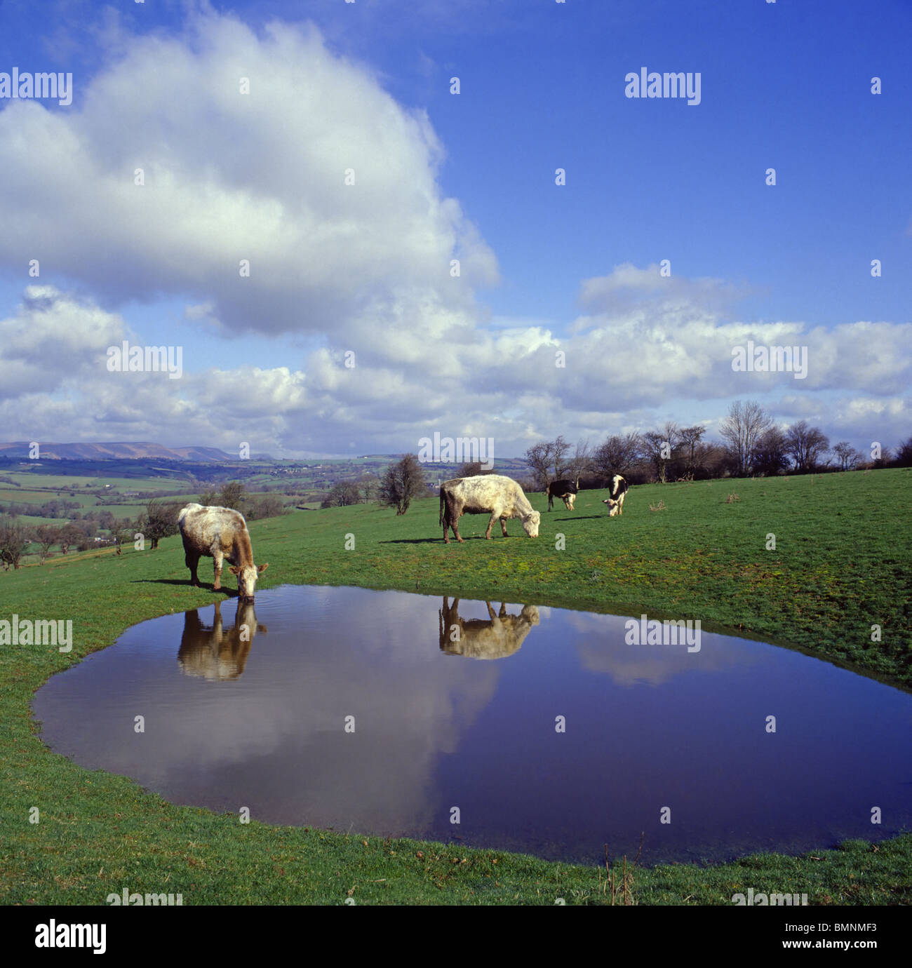 Cattle pond hi-res stock photography and images - Alamy