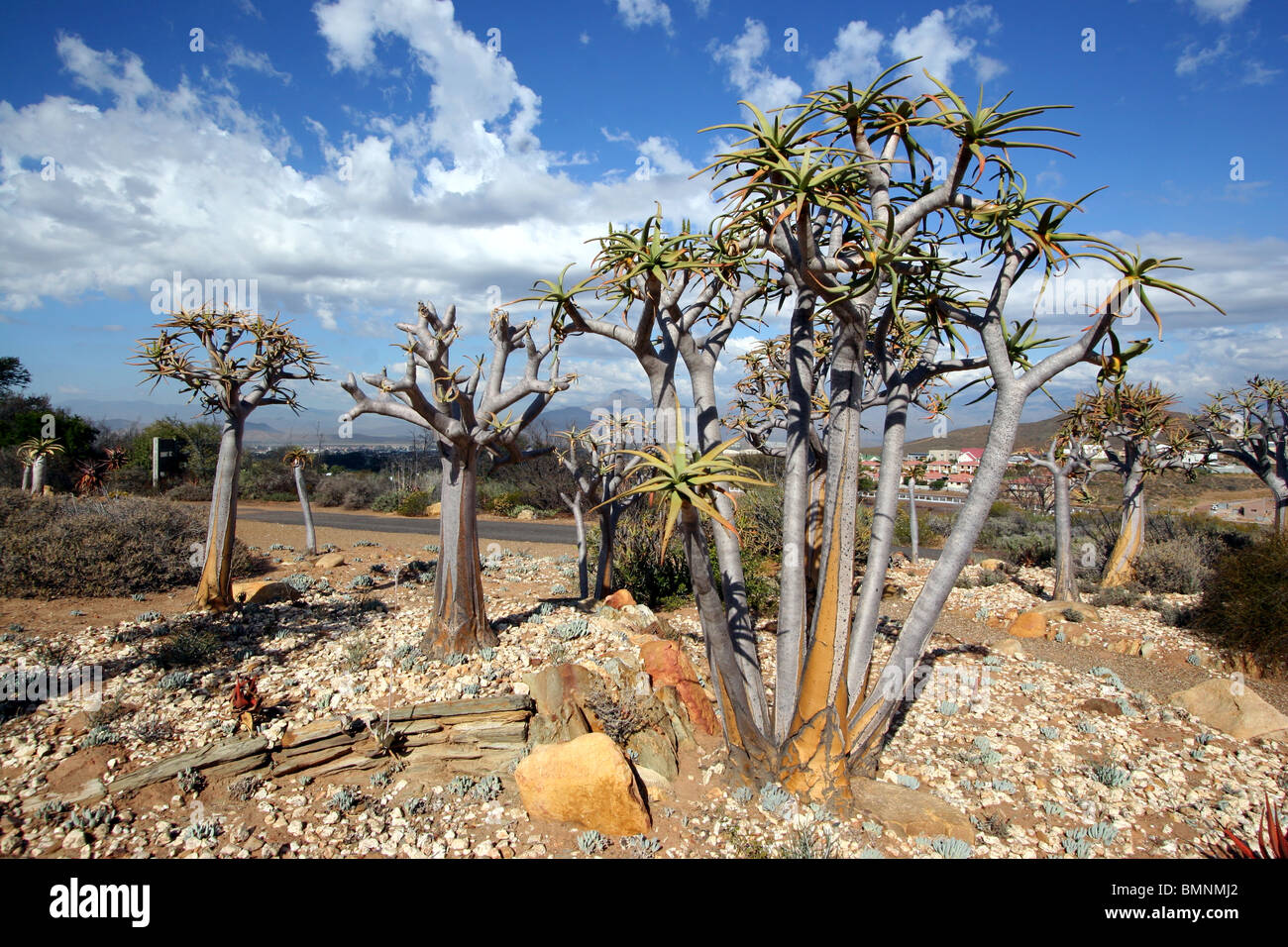 Karoo Karoo Botanical Garden High Resolution Stock Photography and ...