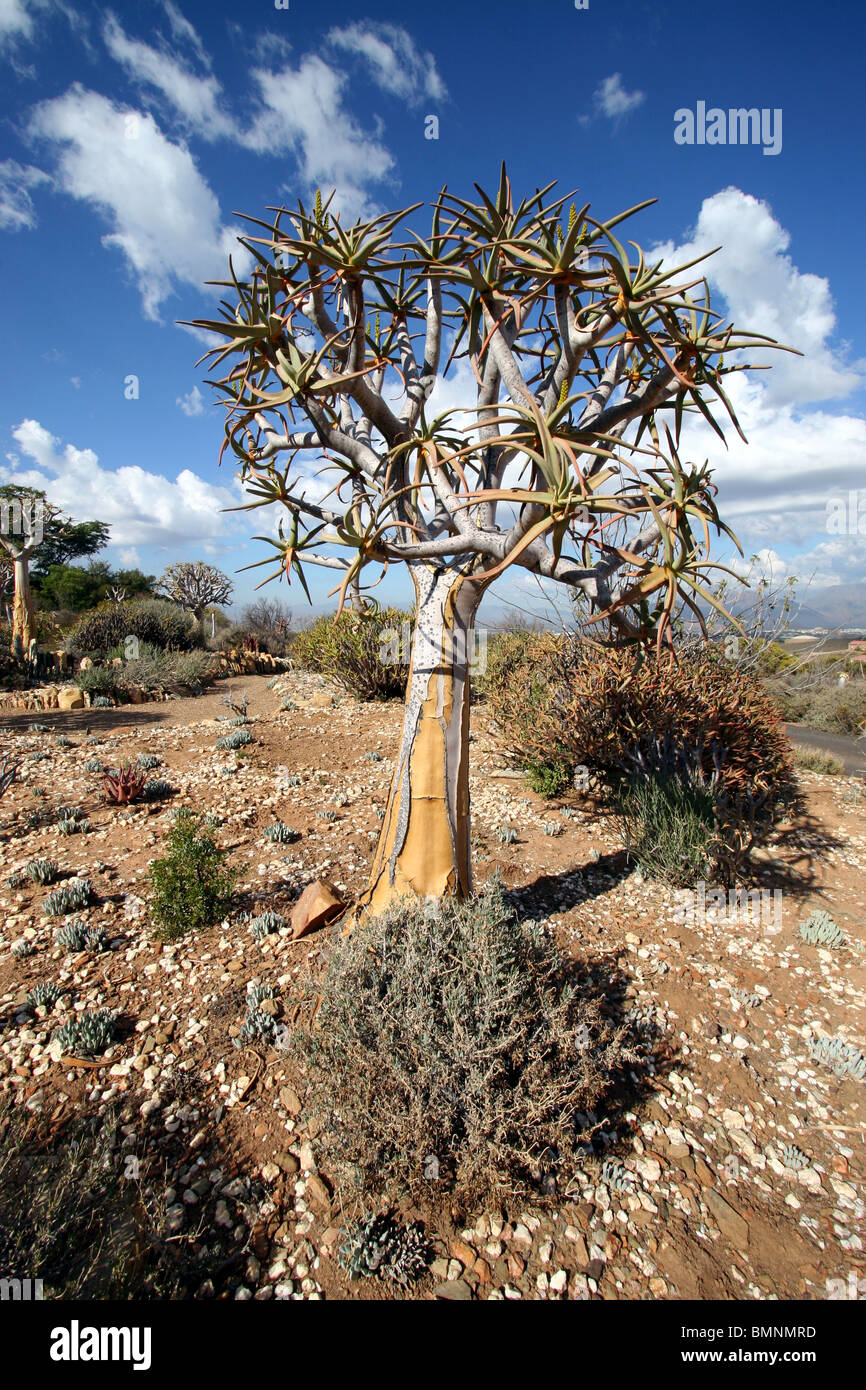 Karoo Karoo Botanical Garden High Resolution Stock Photography and ...