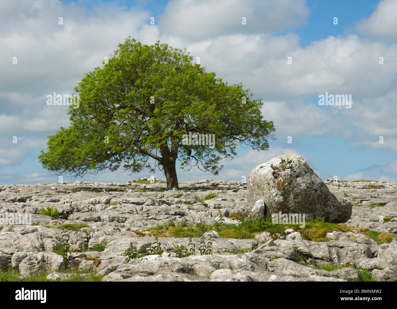 Tree growing out of limestone pavement, above the village of Conistone ...