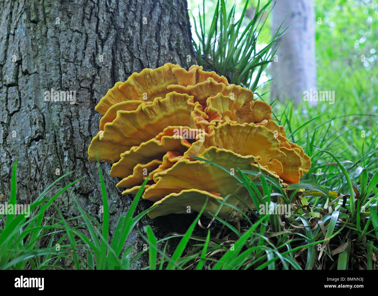 Fungus on tree, "Chicken of the woods" or "Sulphor shelf" (Laetiporus ...