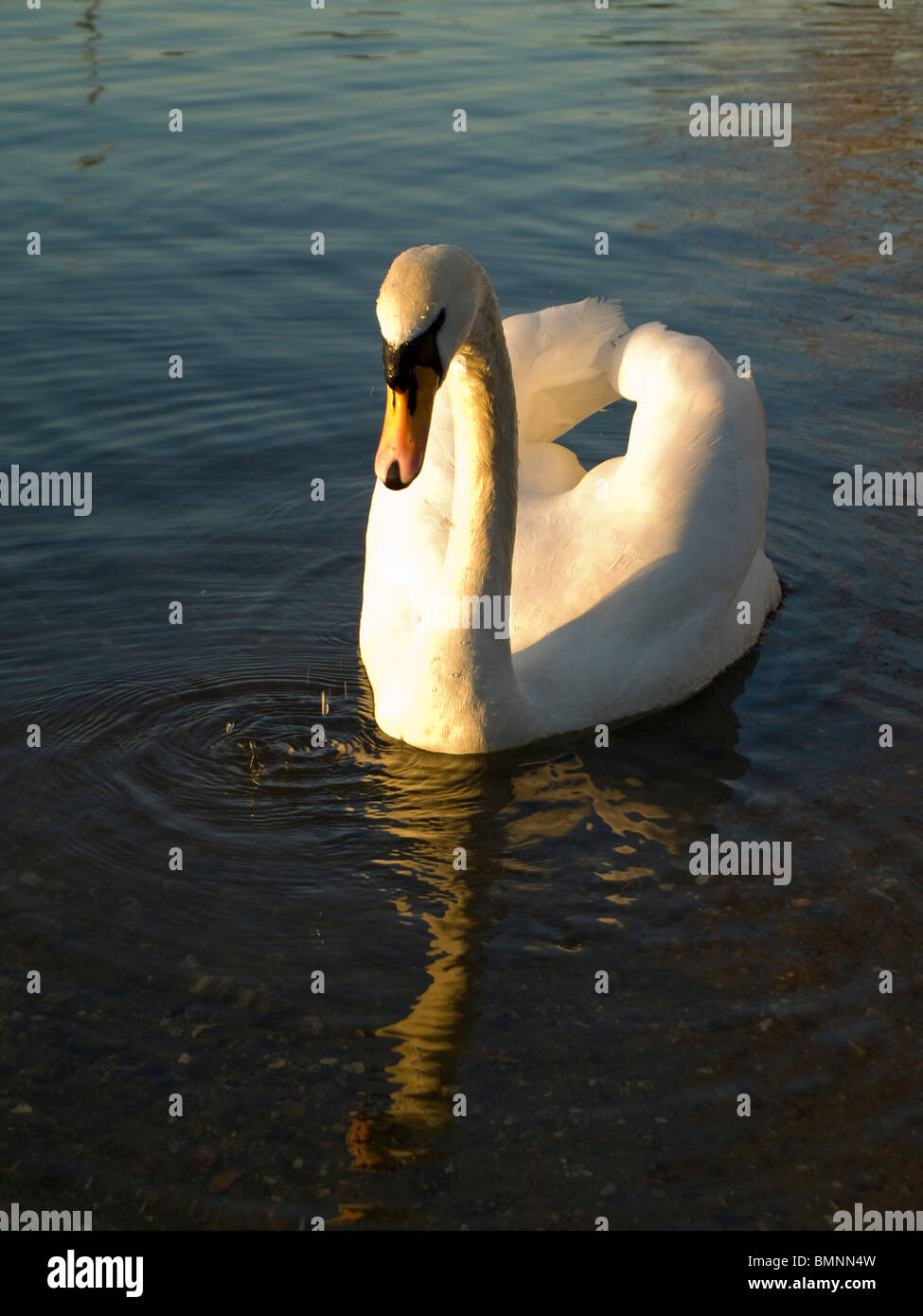 Thames swans hi-res stock photography and images - Alamy
