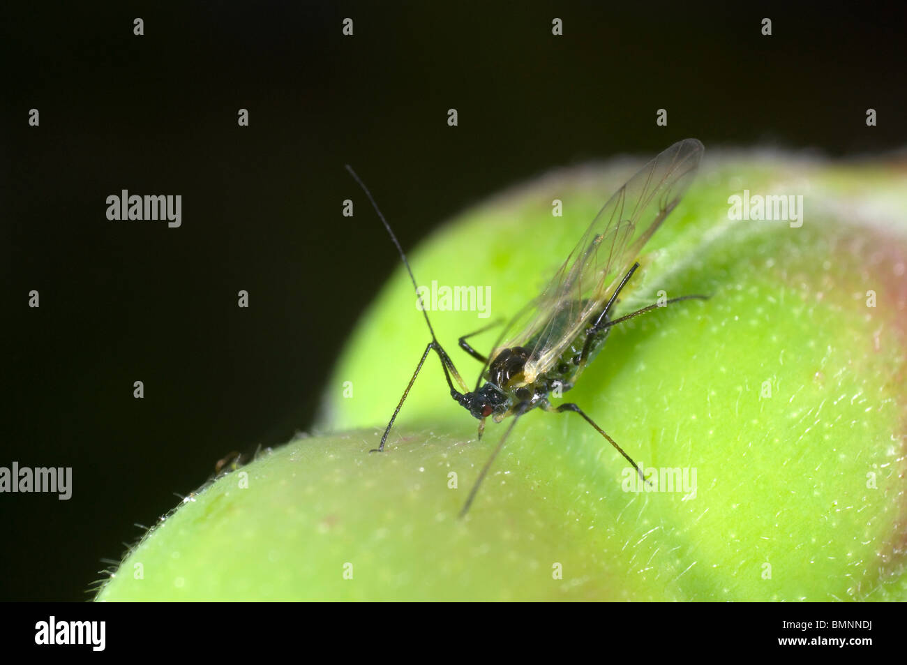 Parthenogenesis aphid hi-res stock photography and images - Alamy Parthenogenesis aphid hi-res stock photography and images - Alamy