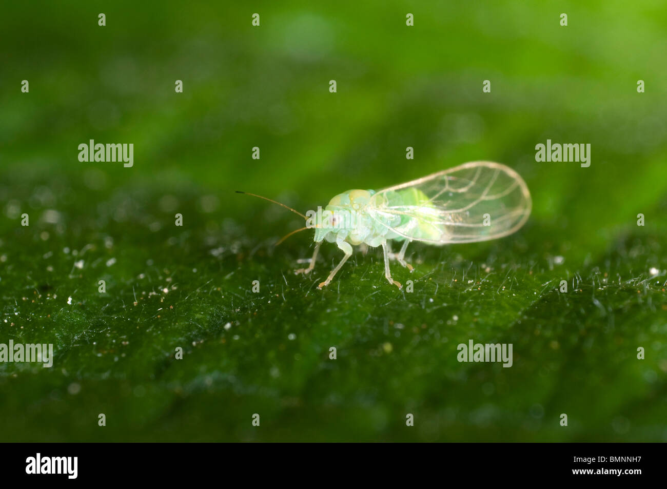 Close up aphid hi-res stock photography and images - Alamy