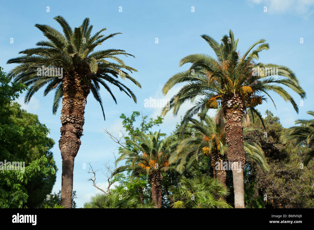 Palmy me hi-res stock photography and images - Alamy