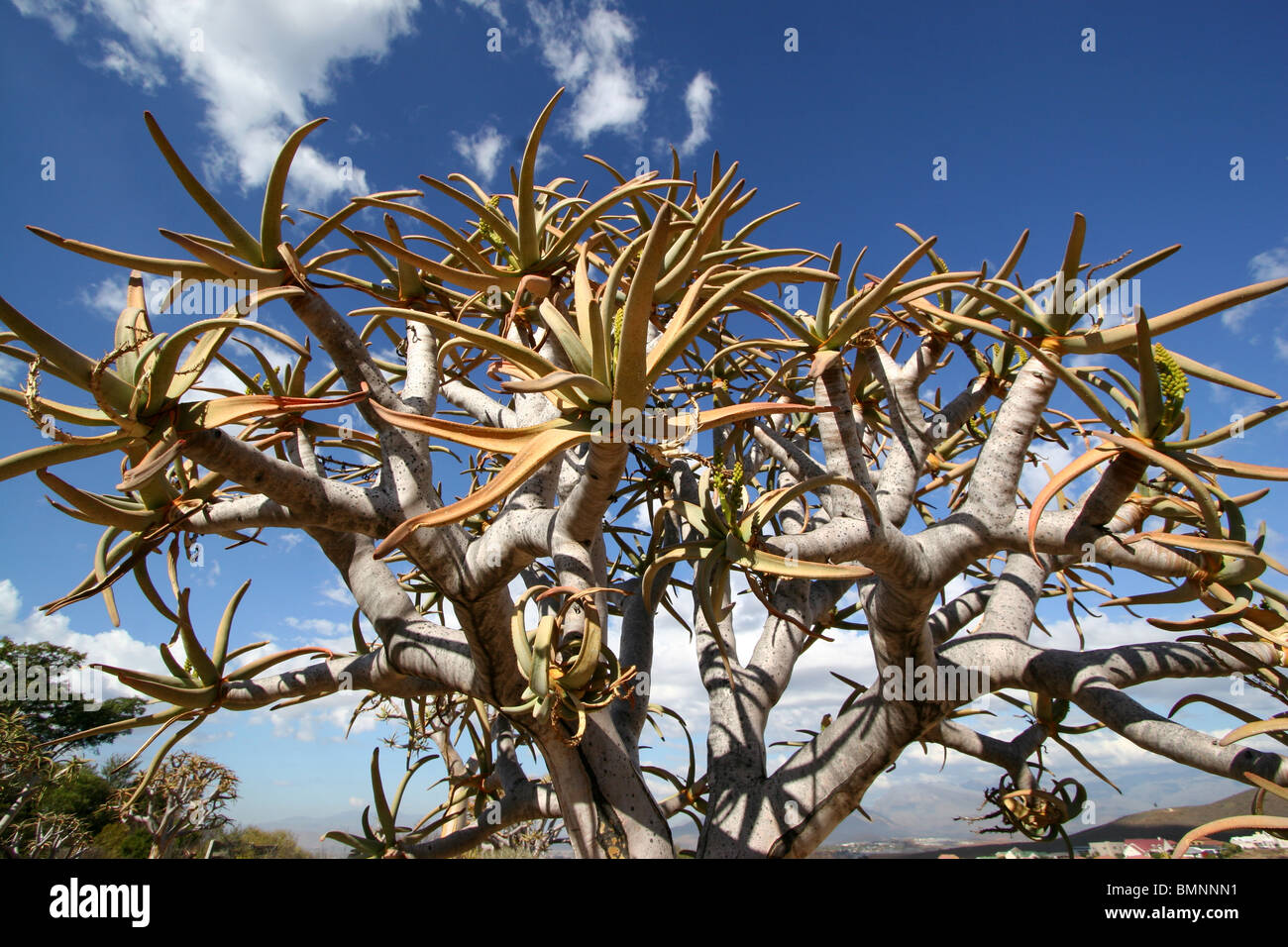 Karoo Karoo Botanical Garden High Resolution Stock Photography and ...