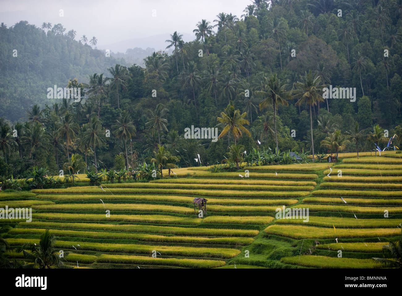 Some of the most beautiful terraced rice fields in Bali can be found ...