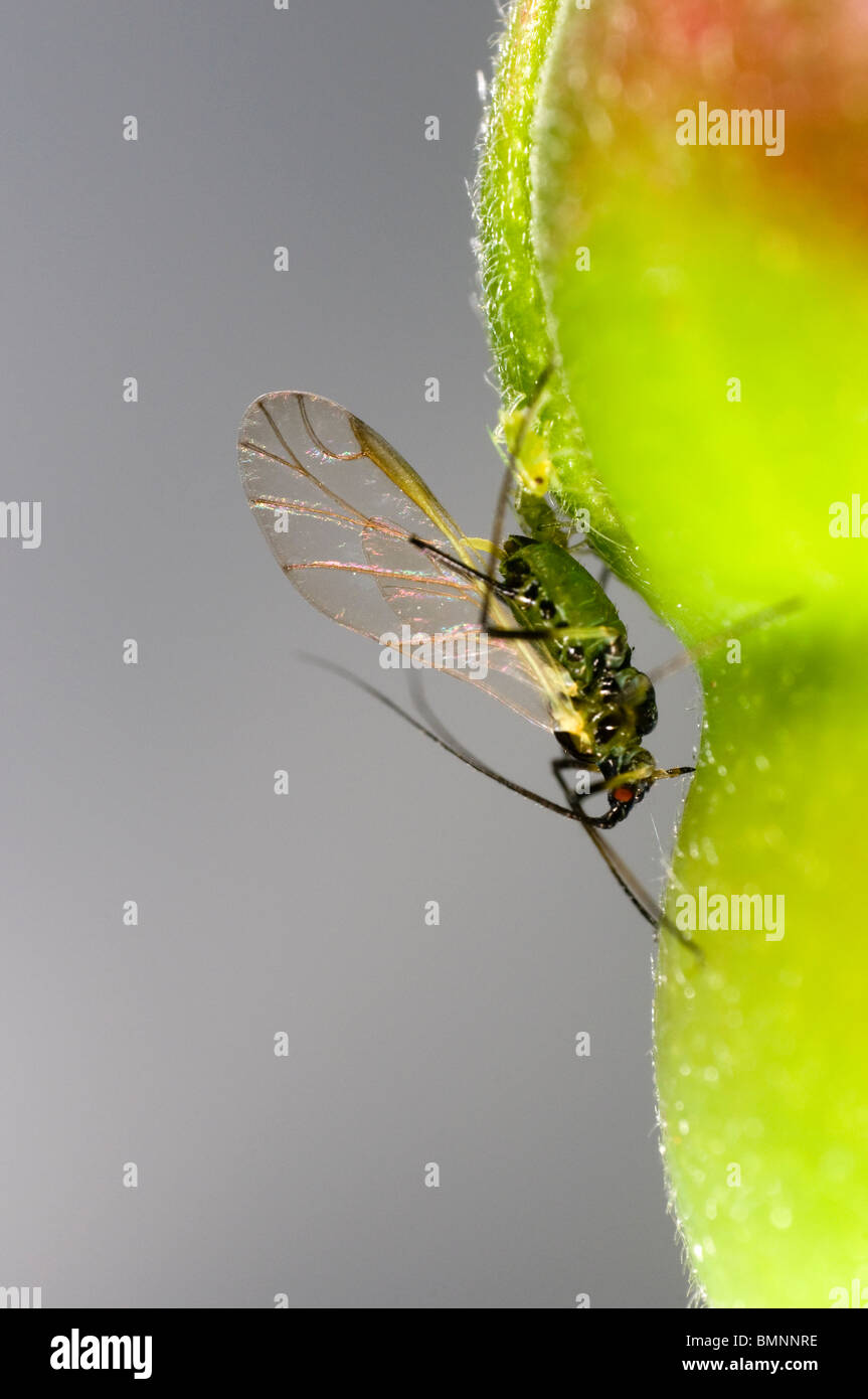 Extreme close up of the Rose aphid Macrosiphum rosae on rosebud. Winged ...
